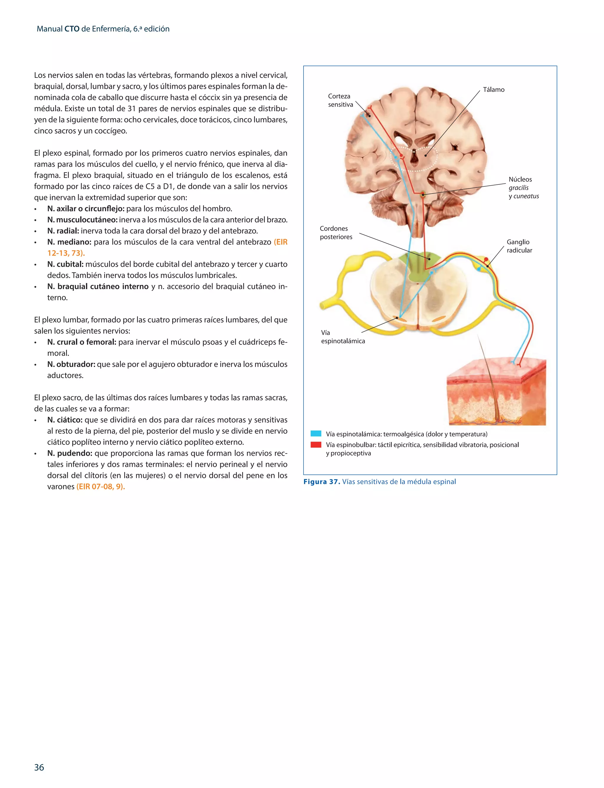 01 Anatomofisiologia 6ed | PDF