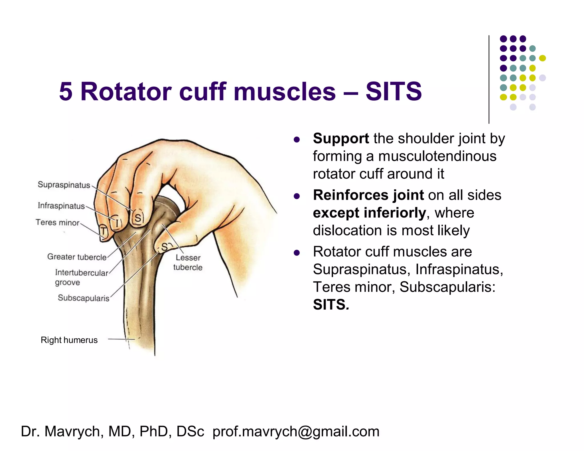 01 Anatomy Shelf Notes.pdf