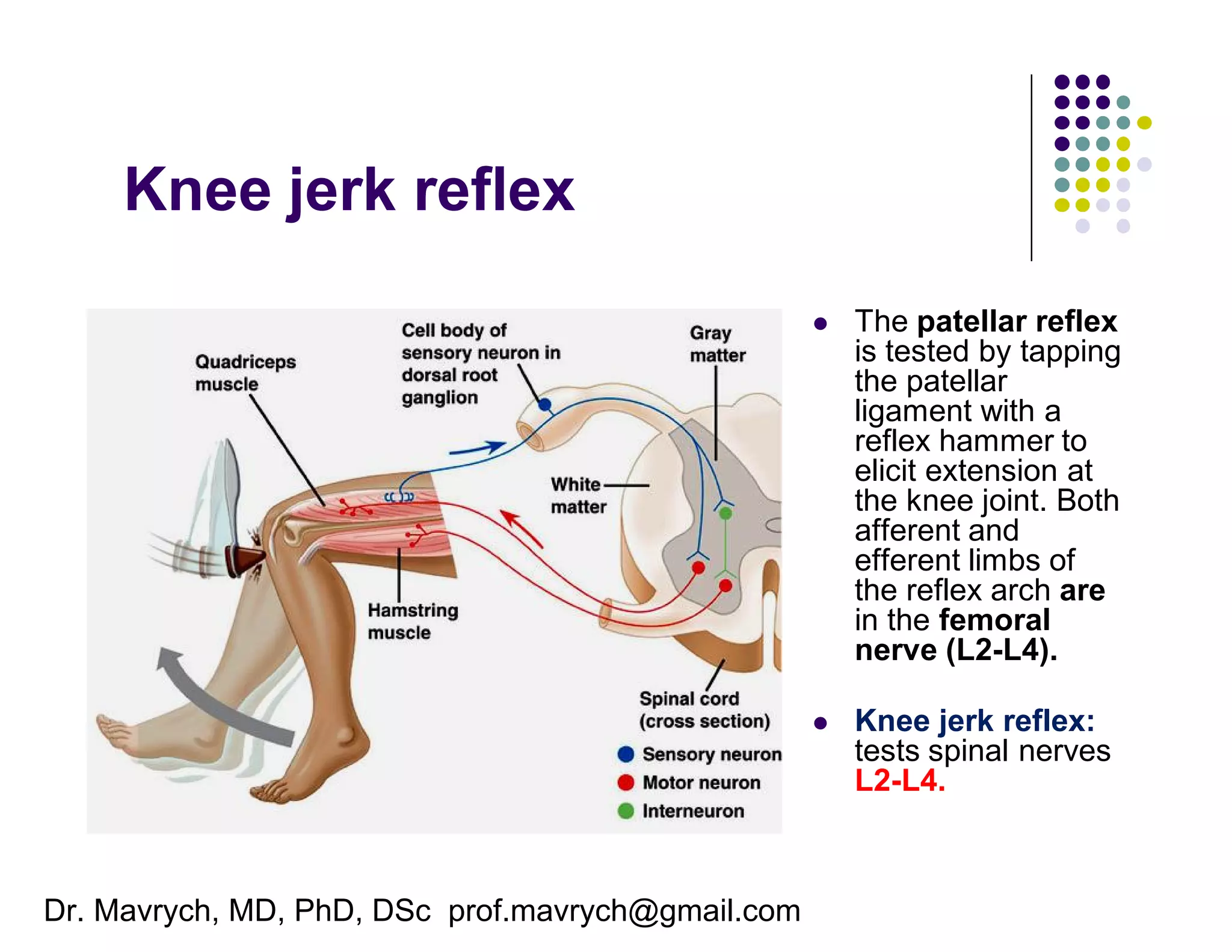 01 Anatomy Shelf Notes.pdf