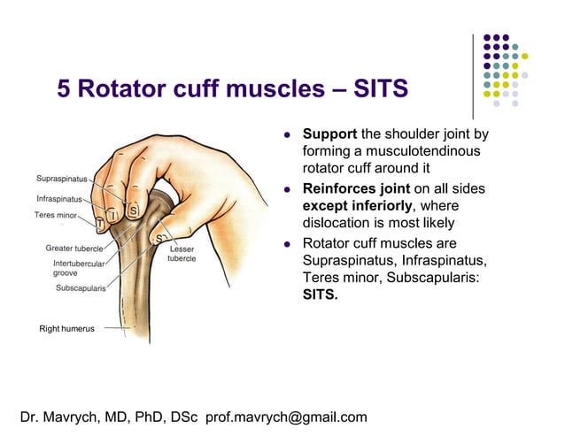01 Anatomy Shelf Notes.pdf | Death, Injury, or Military Conflict ...