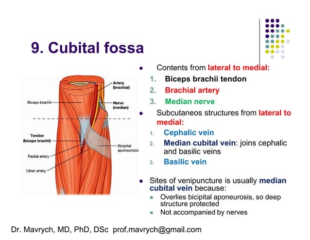 01 Anatomy Shelf Notes.pdf | Death, Injury, or Military Conflict ...