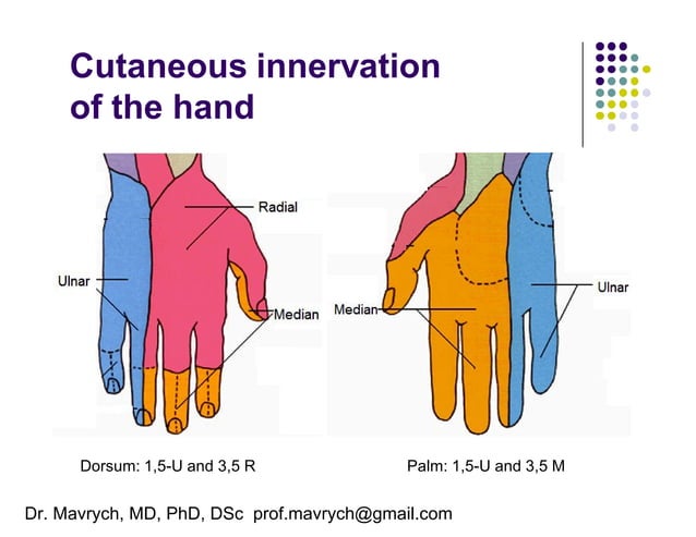 01 Anatomy Shelf Notes.pdf | Death, Injury, or Military Conflict ...