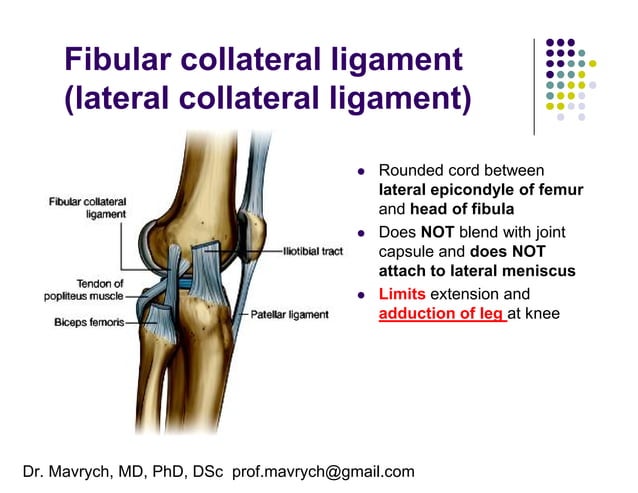 01 Anatomy Shelf Notes.pdf | Death, Injury, or Military Conflict ...
