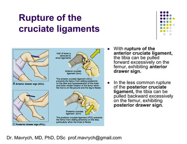 01 Anatomy Shelf Notes.pdf | Death, Injury, or Military Conflict ...