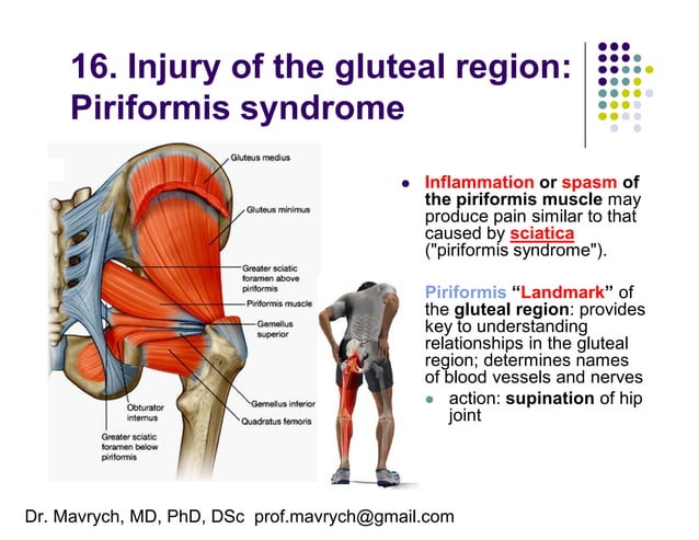 01 Anatomy Shelf Notes.pdf | Death, Injury, or Military Conflict ...