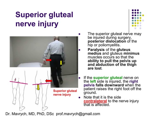 01 Anatomy Shelf Notes.pdf | Death, Injury, or Military Conflict ...