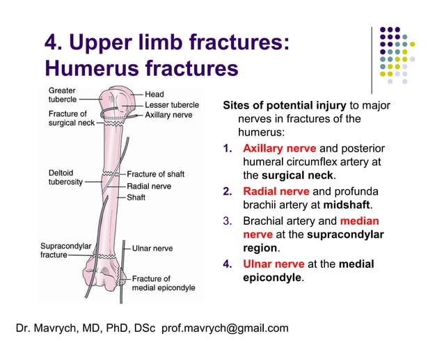 01 Anatomy Shelf Notes.pdf | Death, Injury, or Military Conflict ...