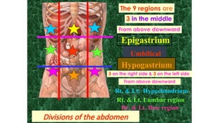 01 Anterior Abdominal Wall Muscle s.pptx