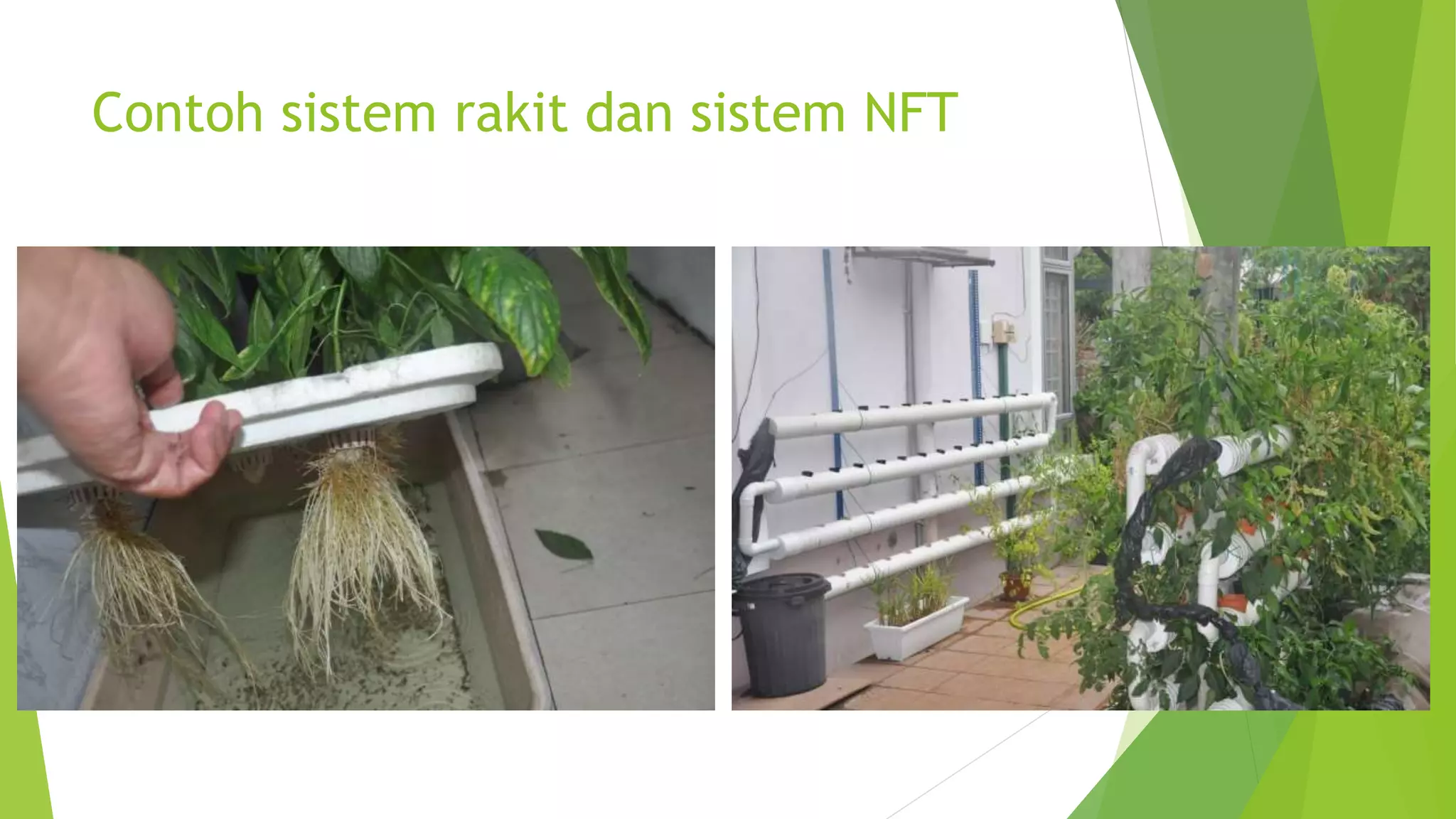 Asas Hidroponik | PPTX