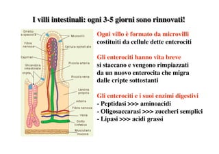 Prebiotici e probiotici | PDF