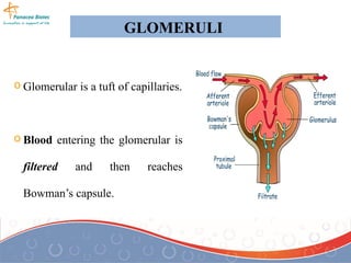 01 Basics of Kidney PPT 27.pptx which contains ckd | PPTX