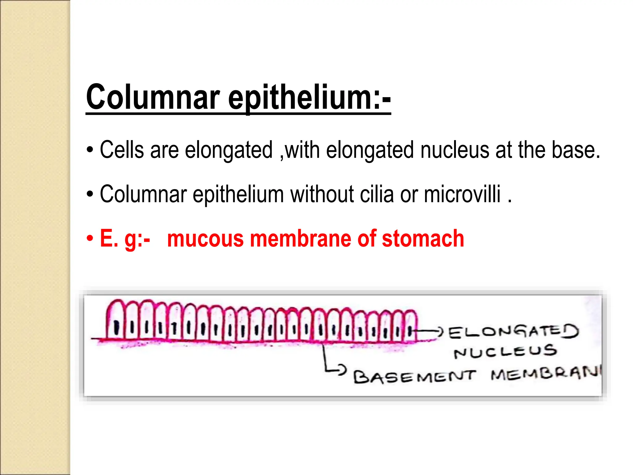 01 Basic tissue - epithelial tissue.ppsx