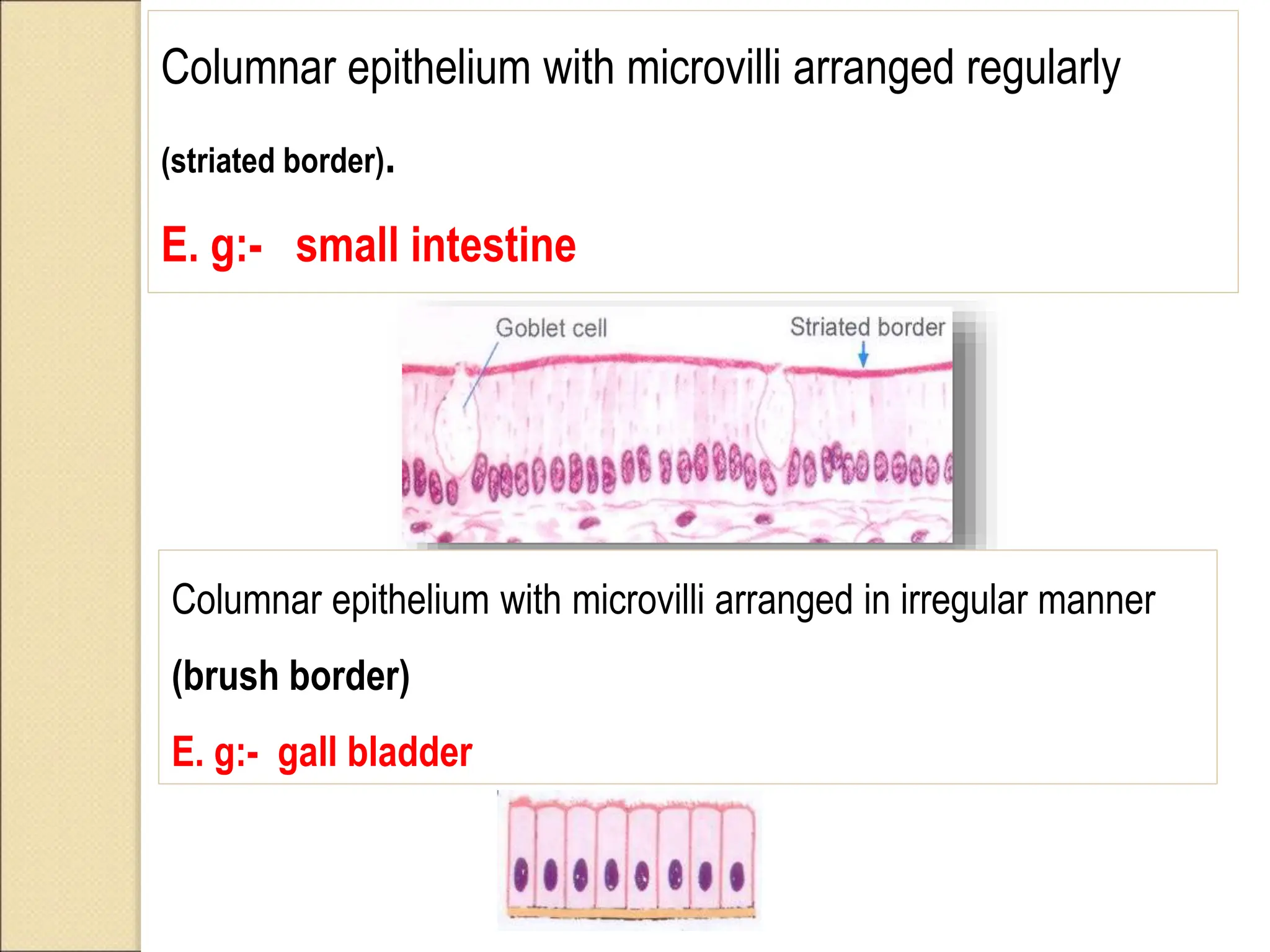 01 Basic tissue - epithelial tissue.ppsx