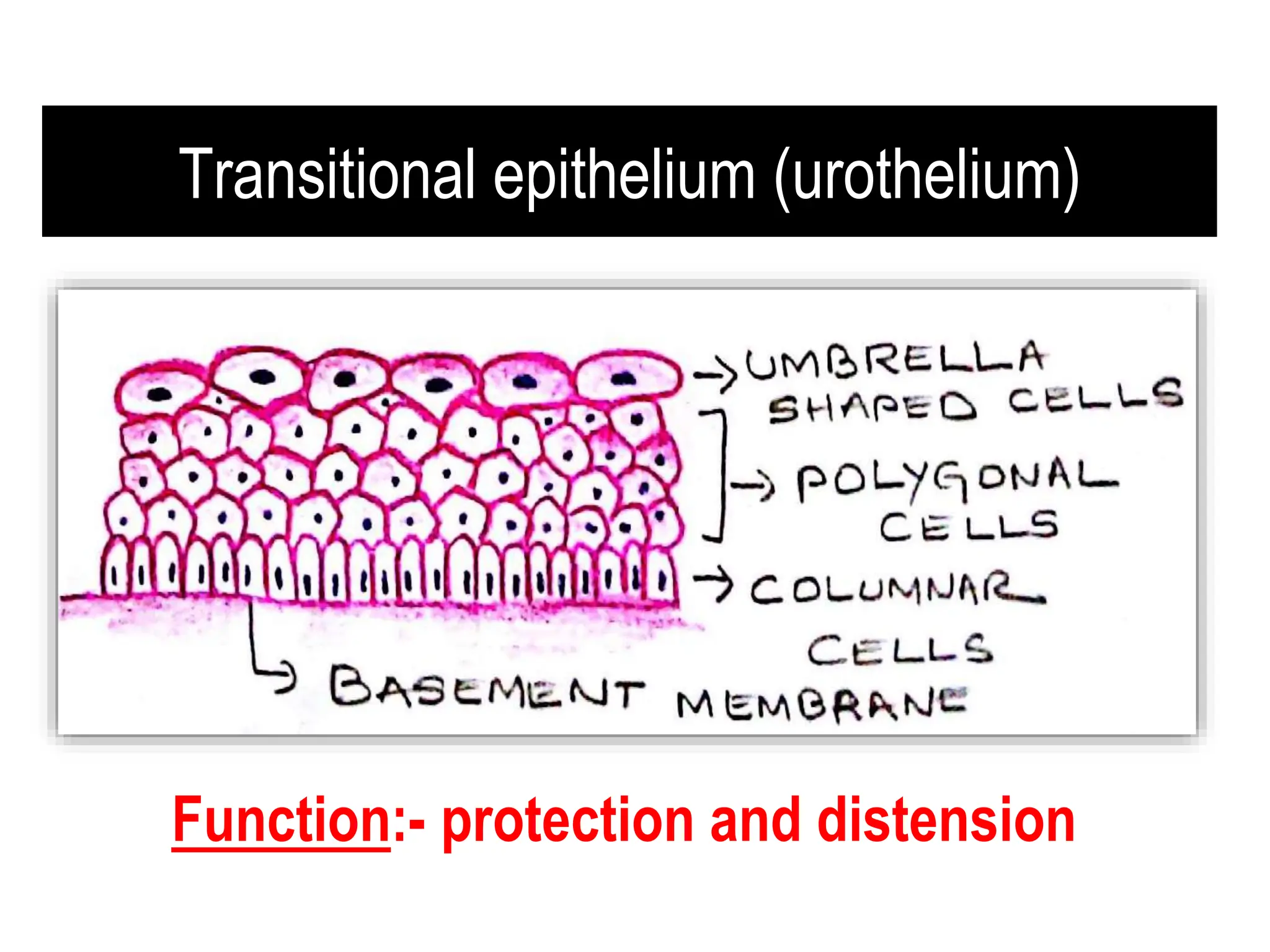 01 Basic tissue - epithelial tissue.ppsx