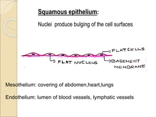 01 Basic tissue - epithelial tissue.ppsx