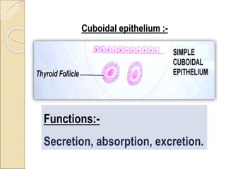 01 Basic tissue - epithelial tissue.ppsx