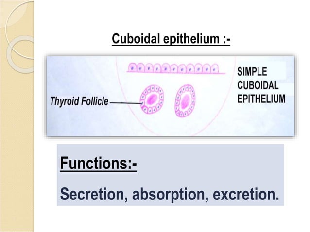 01 Basic tissue - epithelial tissue.ppsx