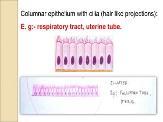 01 Basic tissue - epithelial tissue.ppsx