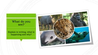 Horizons 1st Grade (B) Endangered Species | PPTX