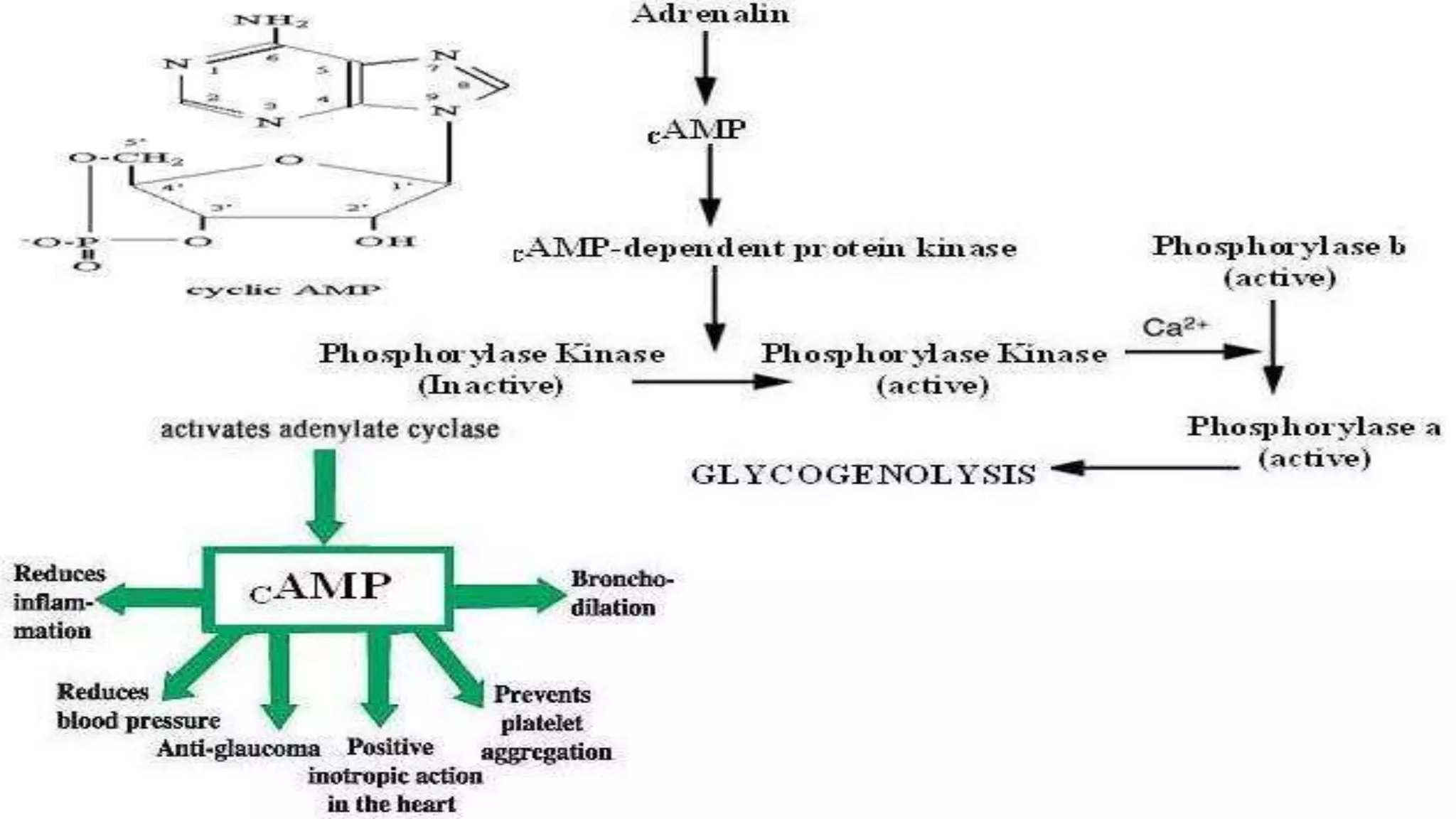 Basics of bioenergetics | PPT