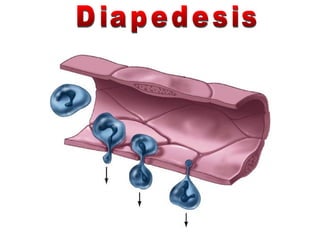 Diapedesis Animation