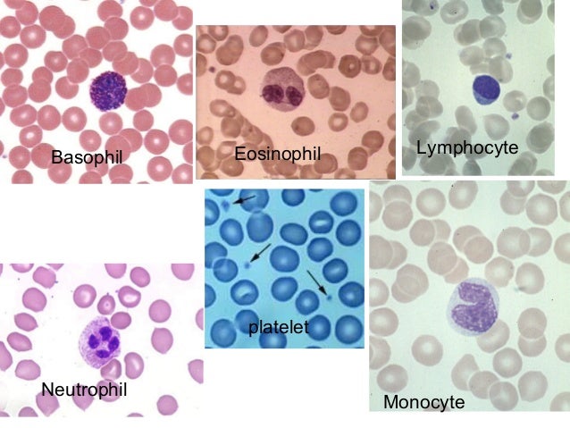 Blood Erythrocytes (red blood cells) Leukocytes (white blood cells) P…