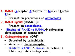 01 bone introduction | PPT