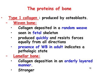 01 bone introduction | PPT