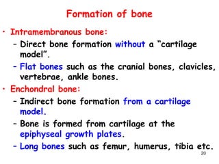 01 bone introduction | PPT