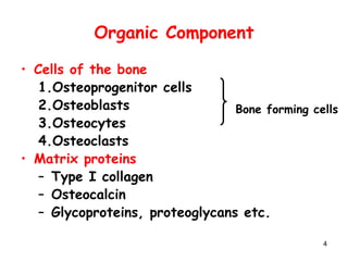 01 bone introduction | PPT