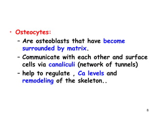 01 bone introduction | PPT