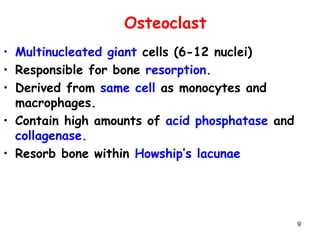 01 bone introduction | PPT