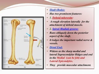 01 Bones of upper limb.ppt111111111111111 | PPT