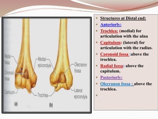 01 Bones of upper limb.ppt111111111111111 | PPT