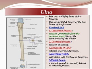 01 Bones of upper limb.ppt111111111111111 | PPT