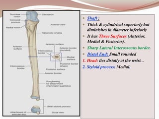01 Bones of upper limb.ppt111111111111111 | PPT