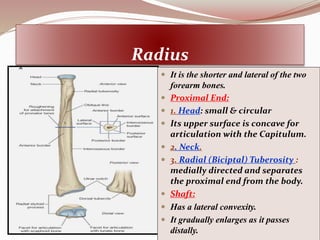 01 Bones of upper limb.ppt111111111111111 | PPT