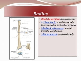01 Bones of upper limb.ppt111111111111111 | PPT
