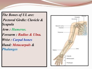 01 Bones of upper limb.ppt111111111111111 | PPT