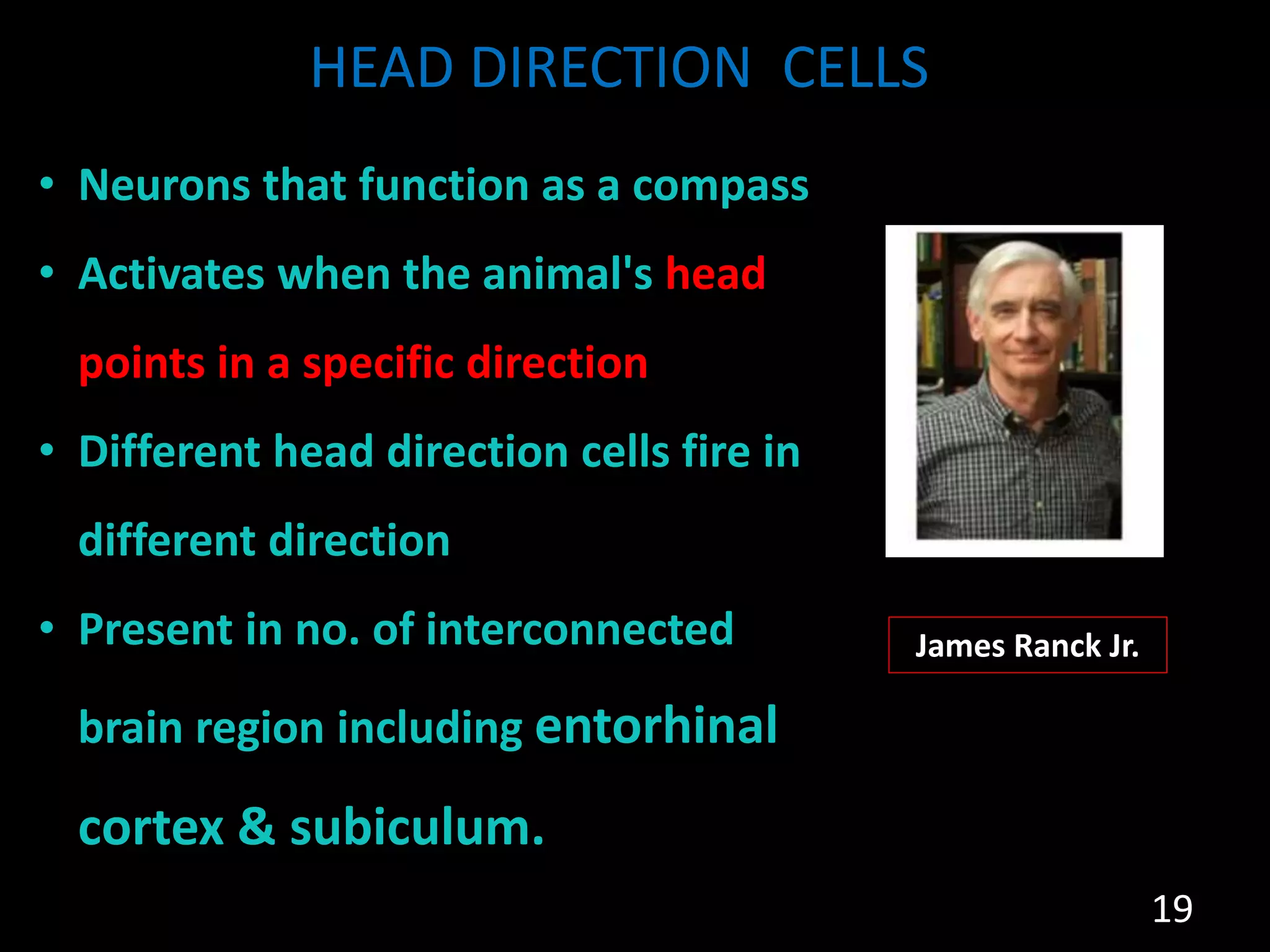 The Brain GPS System | PPTX