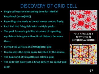 The Brain GPS System | PPTX