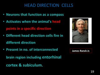 The Brain GPS System | PPTX