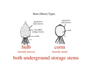 01 c plant morphology | PPT