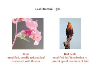 01 c plant morphology | PDF
