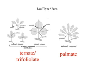 01 c plant morphology | PPT