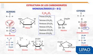 01 Carbohidratos y Lípidos para conocer. | PDF