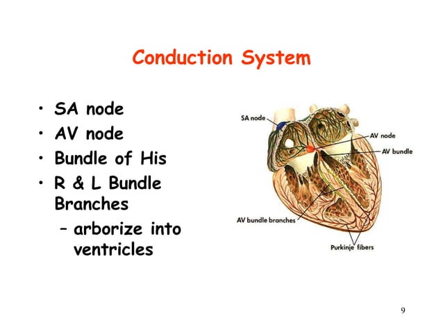01 cardiac pathology | PPT | Free Download