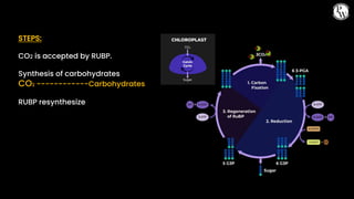 01 CBSE_Class10th_Biology_Life Processes[Nutrition].pptx