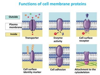 01 cell membrane(fluid mosaic model).pptx