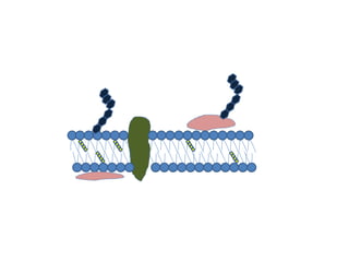 01 cell membrane(fluid mosaic model).pptx